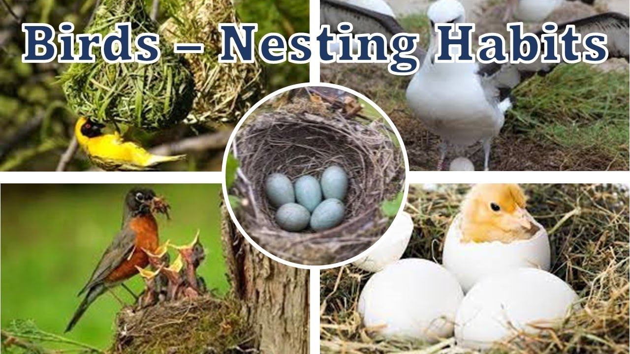 Bird Nesting Custody Schedule At Tayla Bruton Blog