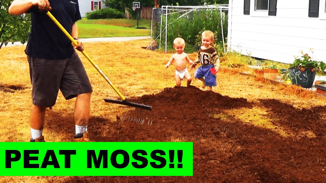 Top Dressing Your Grass Seed With Peat Moss Youtube