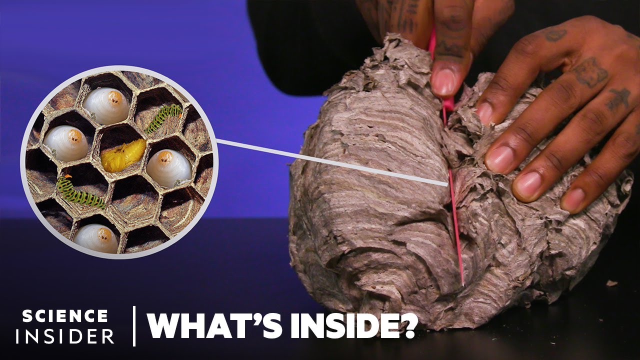 What S Inside A Wasp S Nest What S Inside Youtube