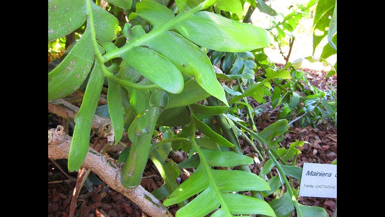 Planting My Fern Leaf Orchid Cactus Selenicereus Chrysocardium Into A