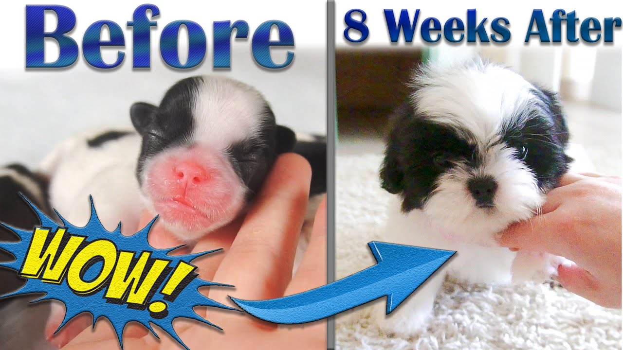 Shih Tzu Puppies Before And After Growing Up Week By Week Youtube