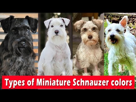 25 Unique Miniature Schnauzer Names You Ll Absolutely Adore