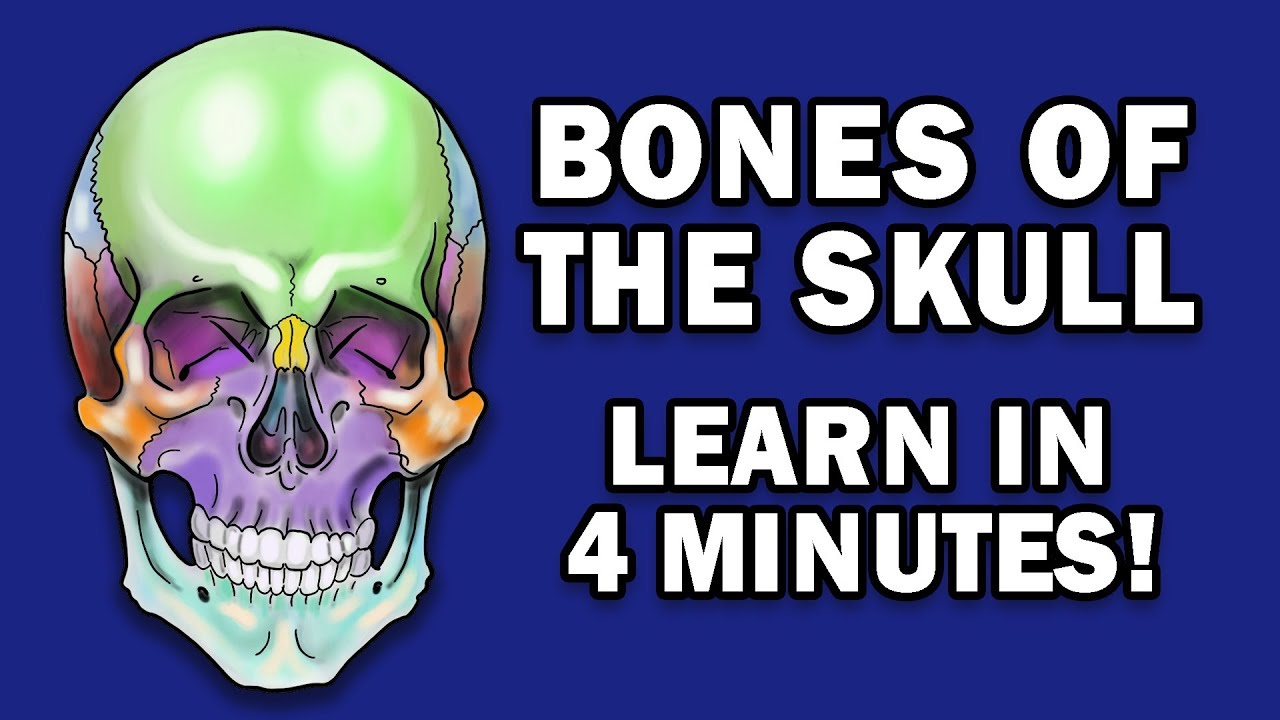 Bones Of The Skull Learn In 4 Minutes Youtube