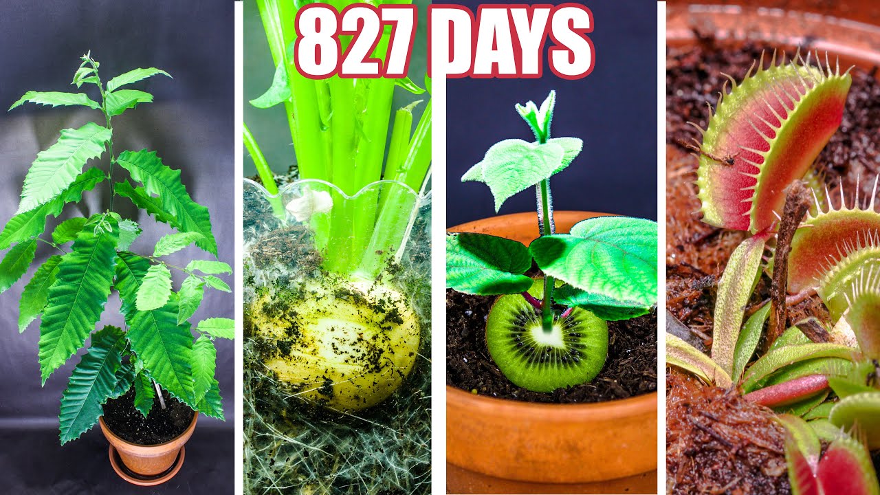 Plant Growing Time Lapse Compilation 827 Days In 8 Minutes Youtube