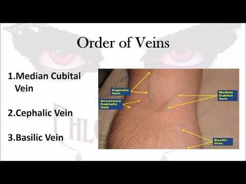 Phlebotomy The Order Of Veins Youtube