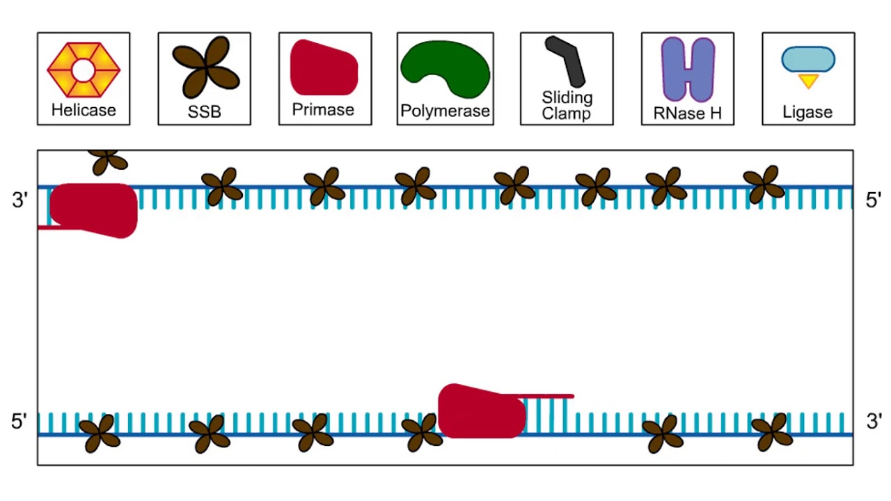 The Lagging Strand In Dna Replication And Replication In Action Youtube