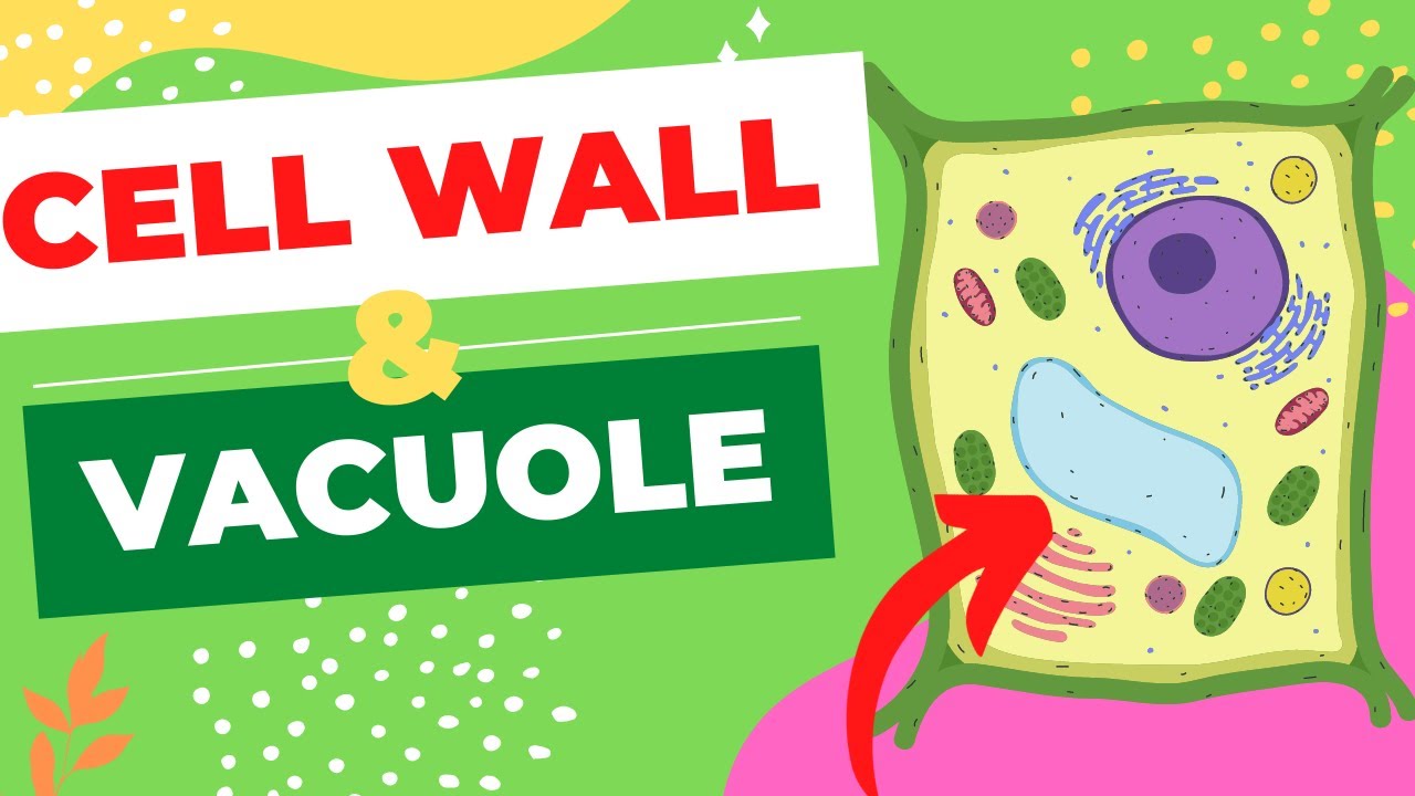 Plant Cell Vacuole Structure And Function At Thomas Summers Blog