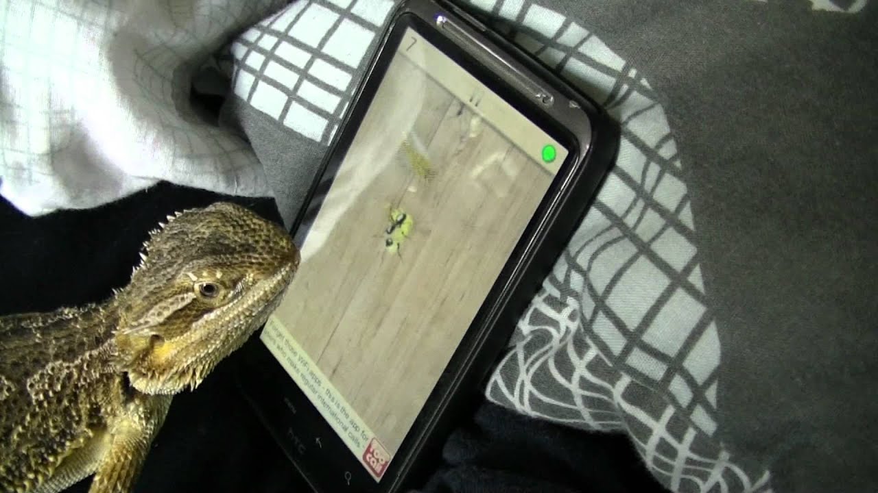 Bearded Dragon Game Skills