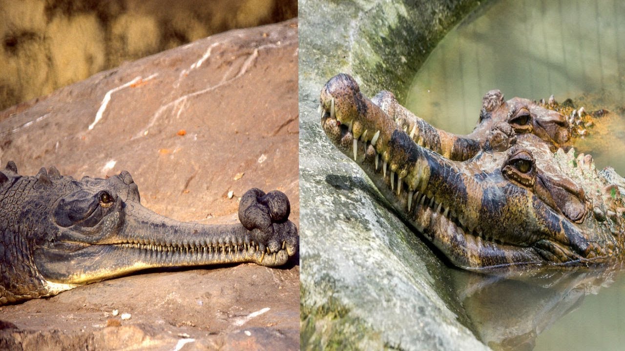Gharial False Gharial The Differences Youtube