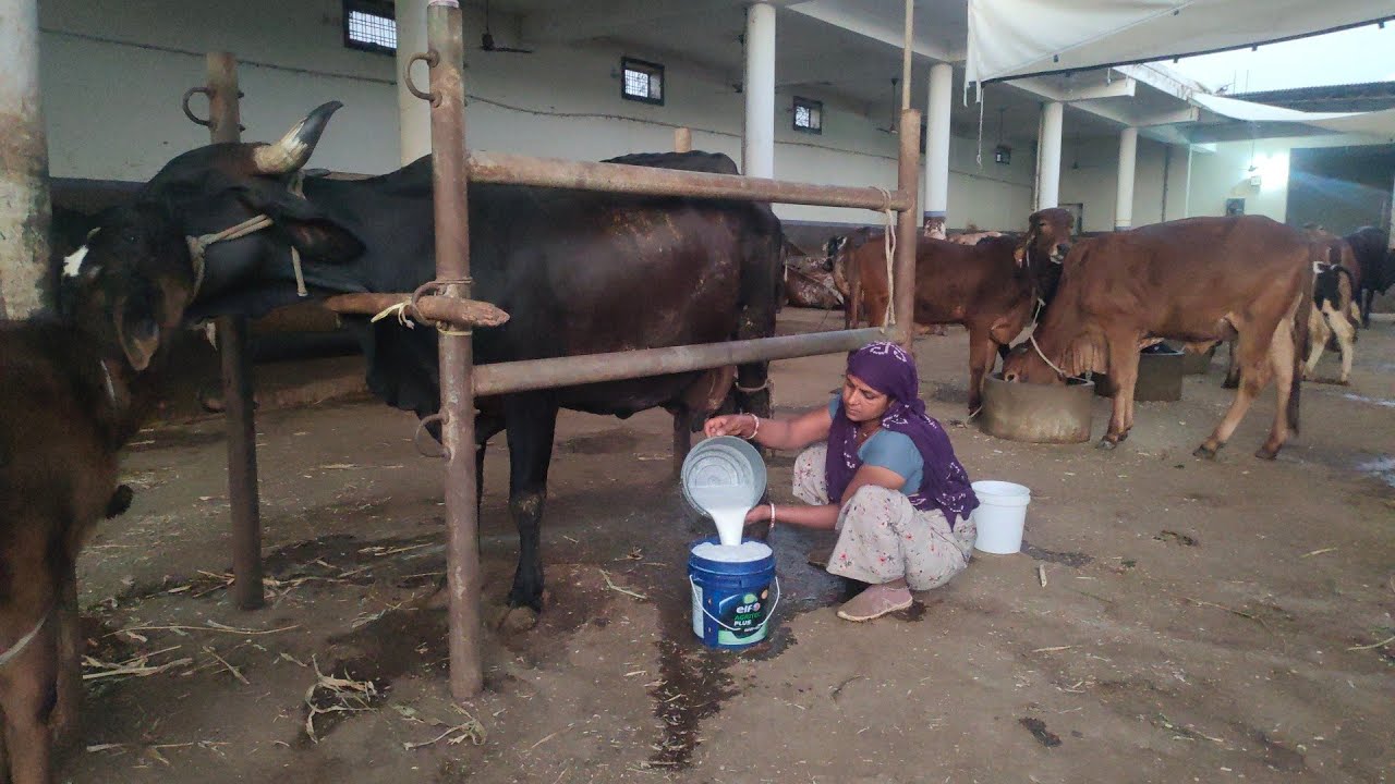 Cow Milking Youtube