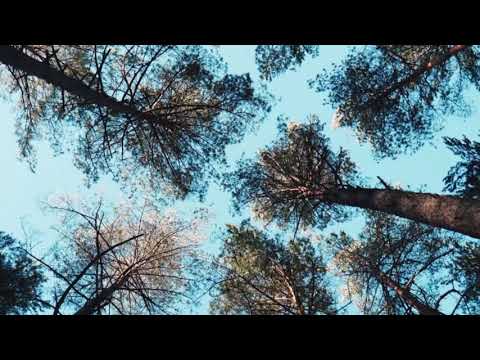 Trees Youtube