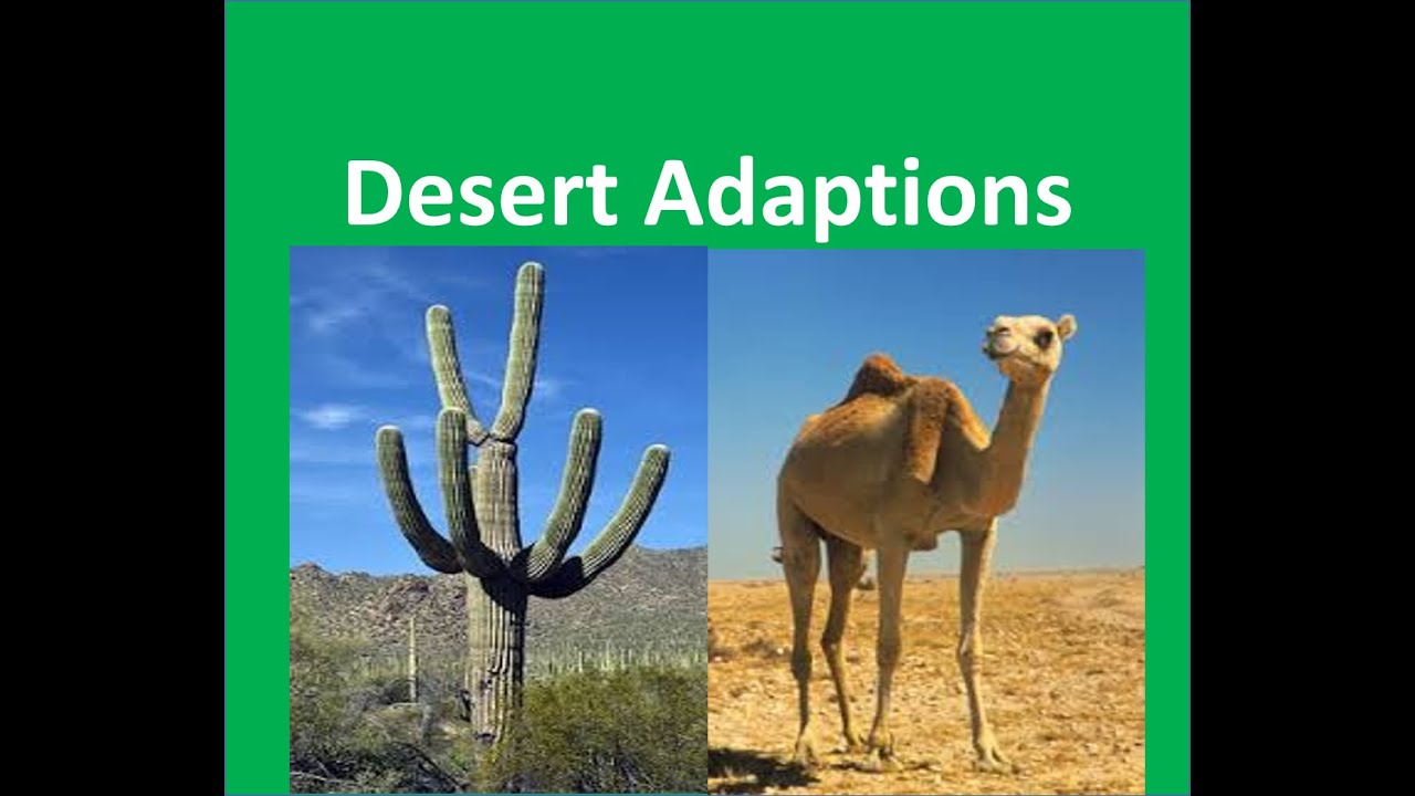 Desert Biome Animals And Plants Adaptations