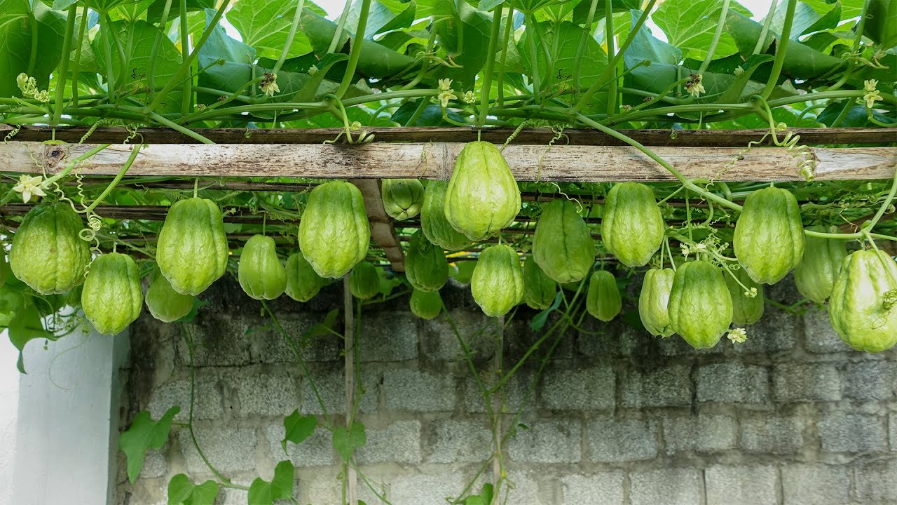 Growing Chayote Bury One Fruit Get An Epic Plant How To Grow
