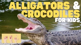 Crocodiles Animals For Kids Episode 14 Videos For Kids