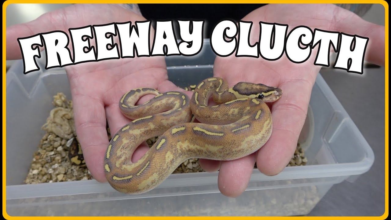 Freeway Clutch Update Neat Combos Youtube