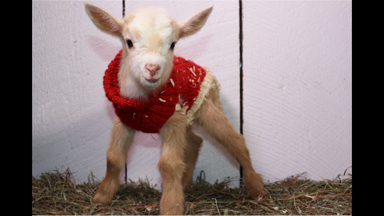 Goats In Sweaters Practice Their Hops Youtube