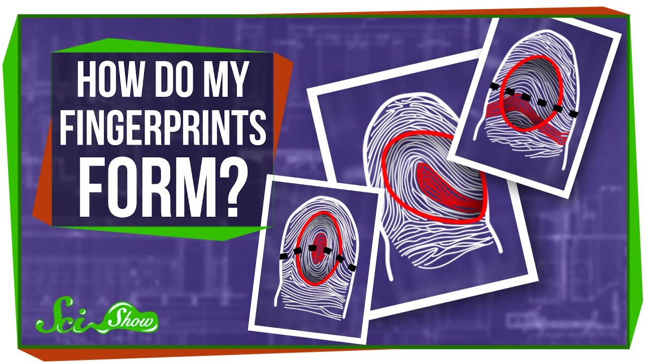 How Do My Fingerprints Form Youtube