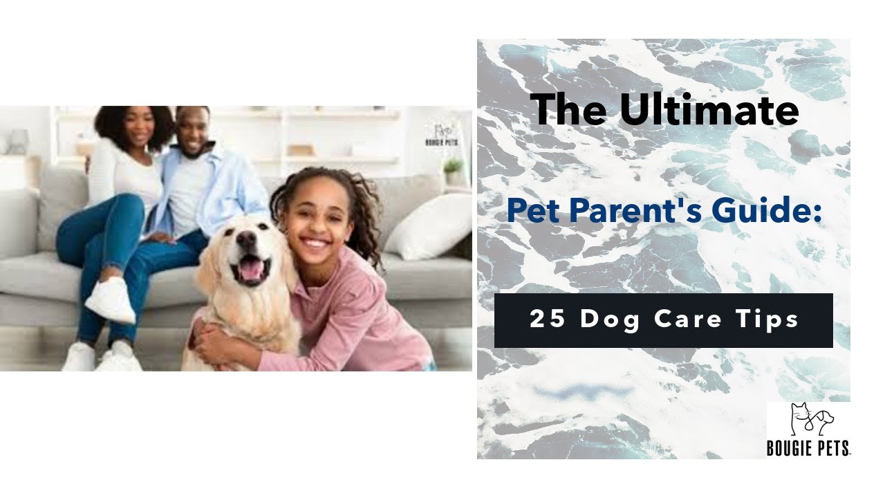 Pet Care Basics Pets Store