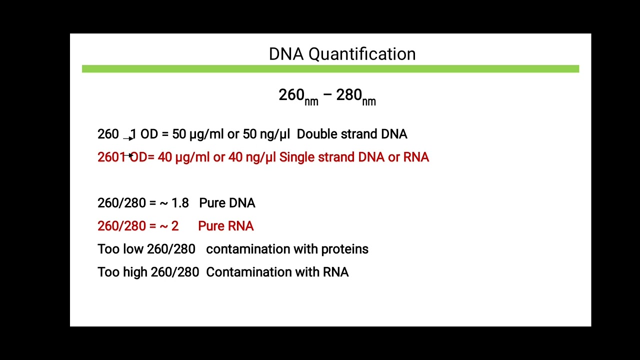 Dna Quantification Youtube