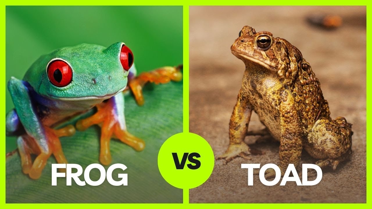 Comparing Frogs And Toads Frogs A Day In The Life Neon Squid