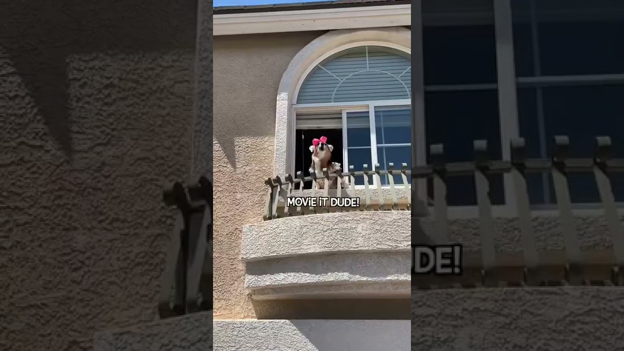 Super Corgi Fails Puppies Dog