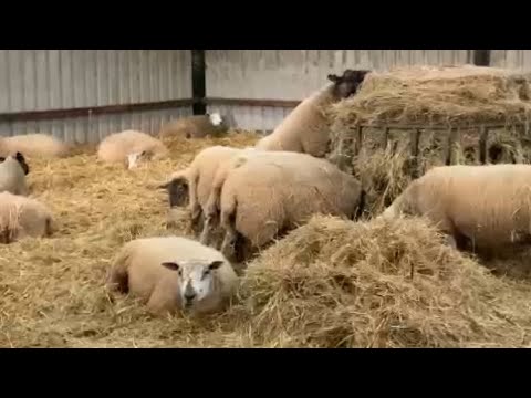 Lambing 2024 February Youtube