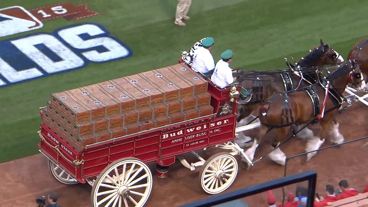 2015 Budweiser Clydesdales Before Nlds Game 1 St Louis Cardinals Vs Chicago Cubs Playoff Game