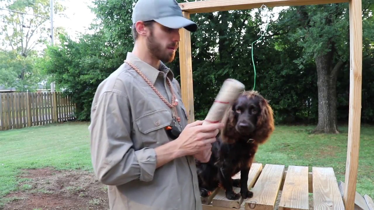 Force Fetching Your Boykin Spaniel Training Tula 005 Youtube