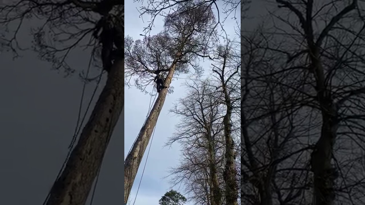 Working On A Dangerous Pine Tree 2 3 Youtube