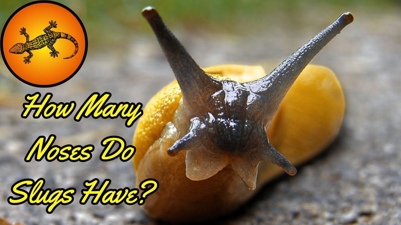 How Many Noses Does A Slug Have Youtube