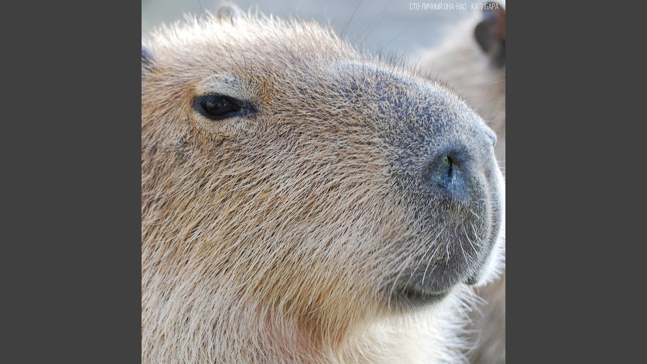 Capybara Youtube Music