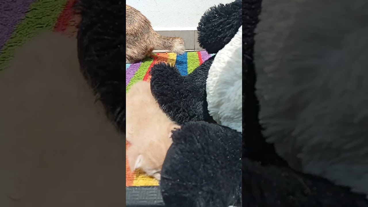 How To Pick The Right Dog For You By Cesar Millan Housepetscare