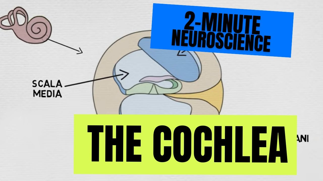 2 Minute Neuroscience The Cochlea Youtube