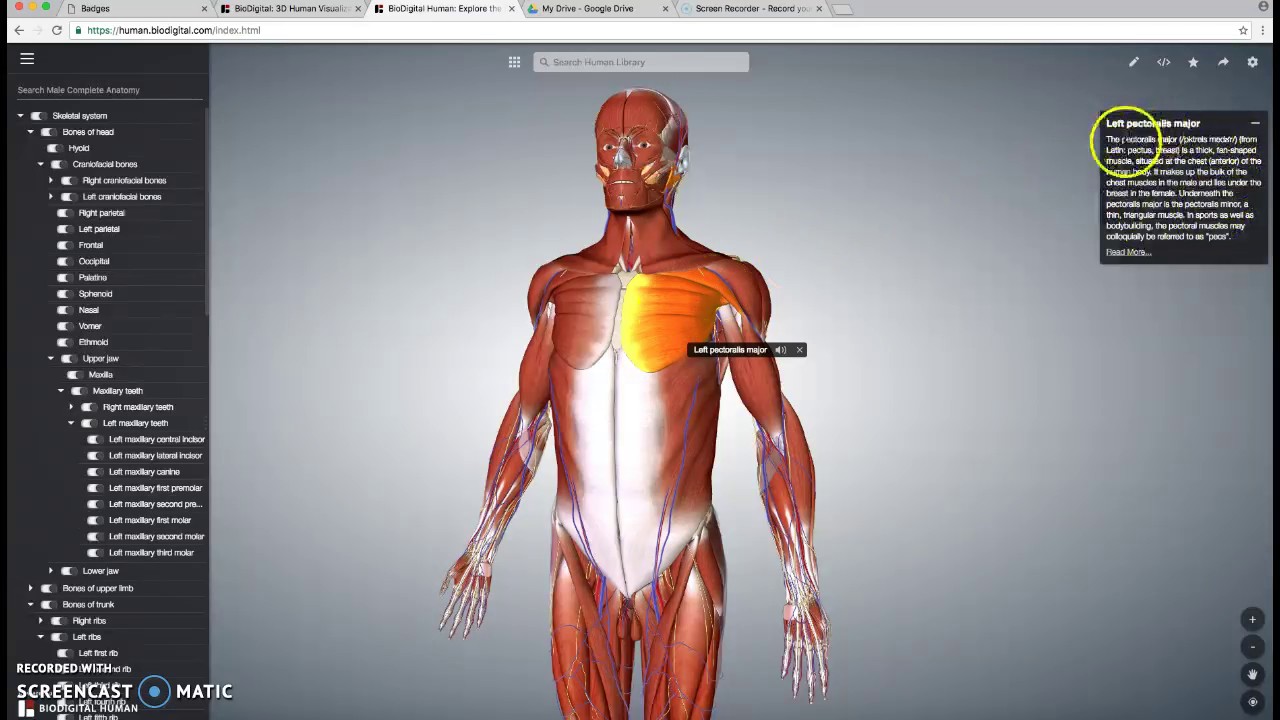 Biodigital Human Tour Youtube