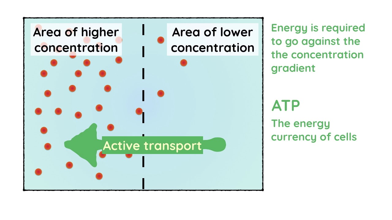 Active Transport Youtube