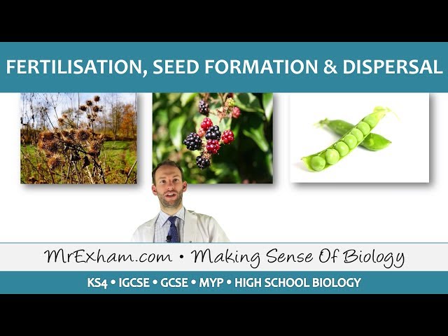 Fertilization In Plants Definition Process Types Diagram