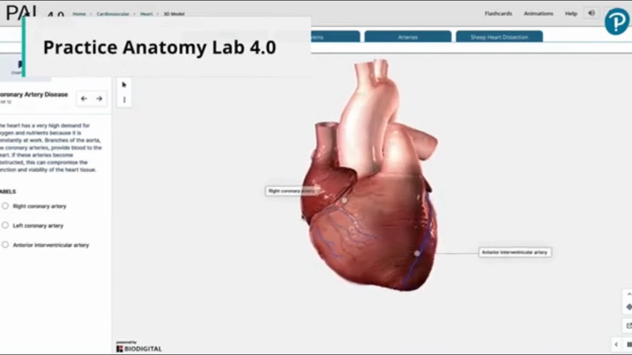 Mastering Anatomy And Physiology Pearson