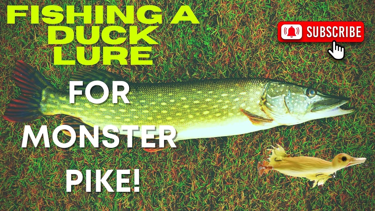 Fishing A Duckрџђґ Lure For Monster Pikeрџђџ Youtube
