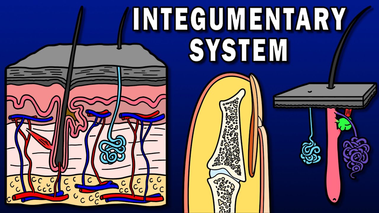 Integumentary System Body Outline