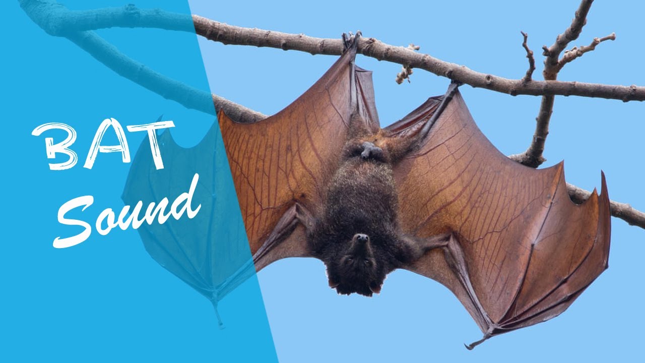 Bats Sound Sound Effects No Copyright Youtube