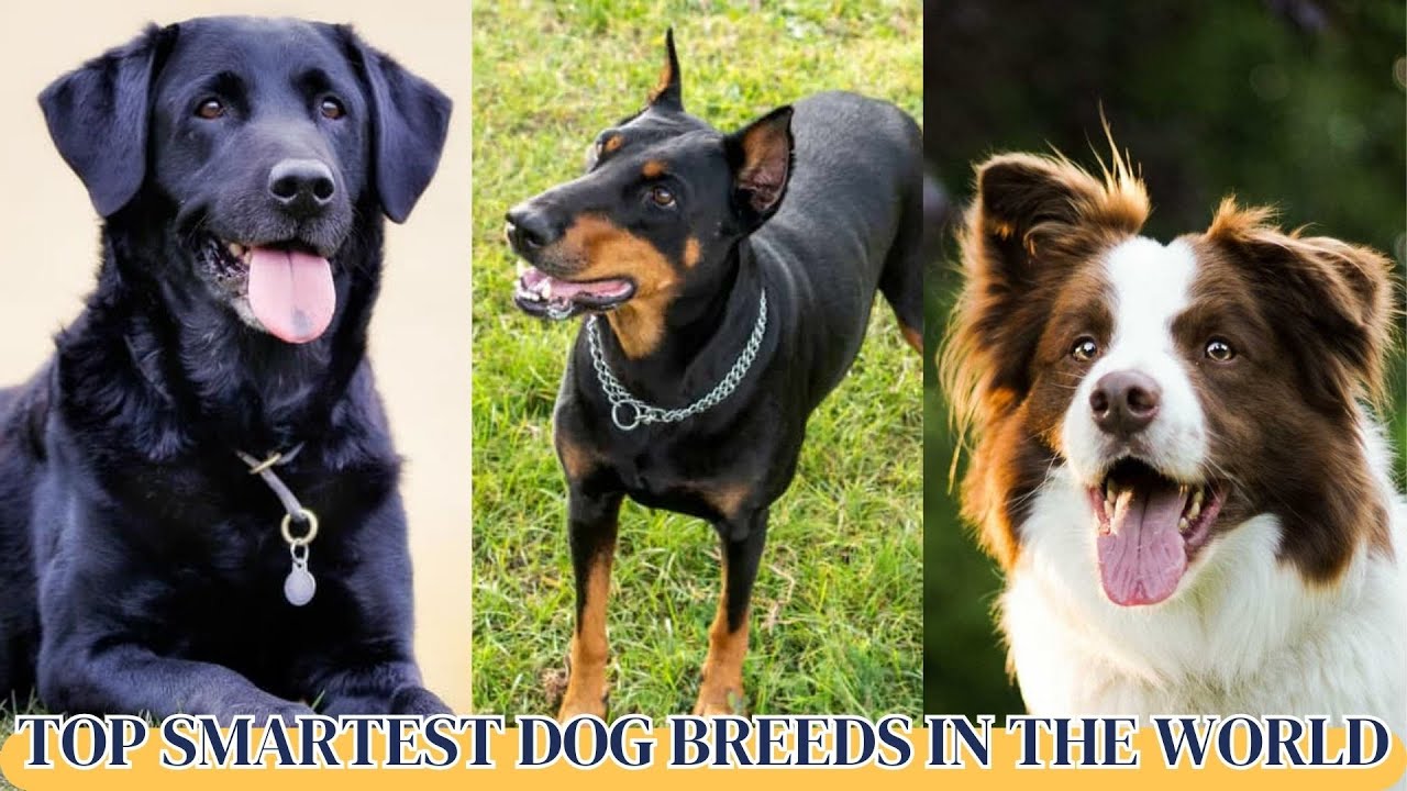 Top Smartest Dog Breeds In The World Youtube