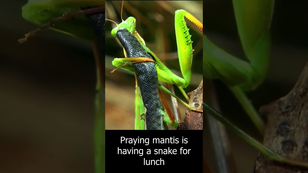Praying Mantis Eats Snake For Lunch Youtube