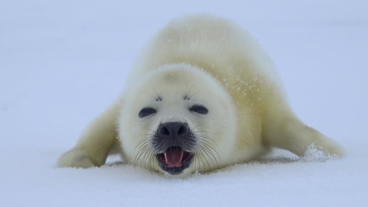 Harp Seal Baby