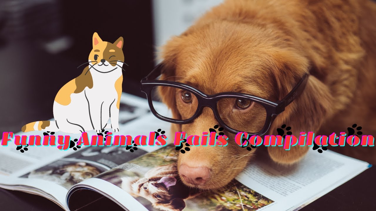 Funny Animals Fails Compilation Youtube