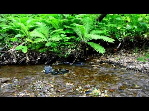 The Best Relaxing Sounds River And Bird Song In Nature Vol 3 Youtube