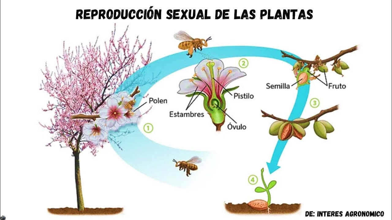 Tipos De Reproduccin Ciencias Naturales Reproducción En Plantas