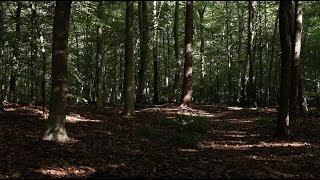 A Small Ray Of Light By Peltomaa Fraanje Perkola Outhere Music Mp3 ...