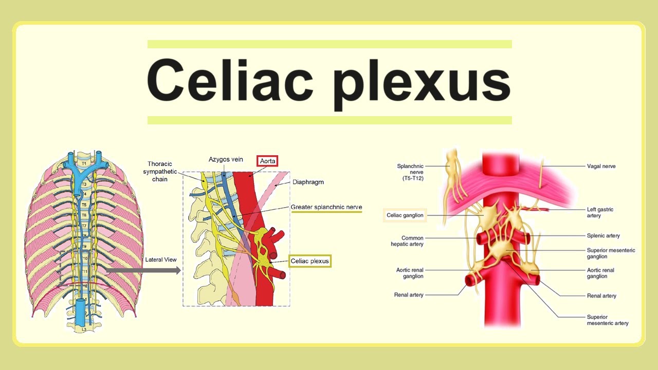 Celiac Plexus Anatomy Anatomy Atlases Atlas Of Human Anatomy Plate