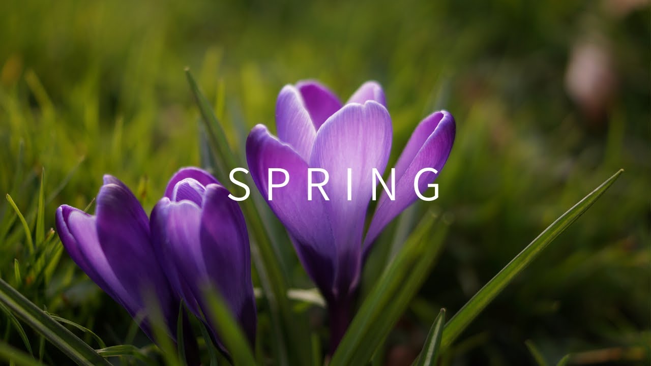 Spring Youtube