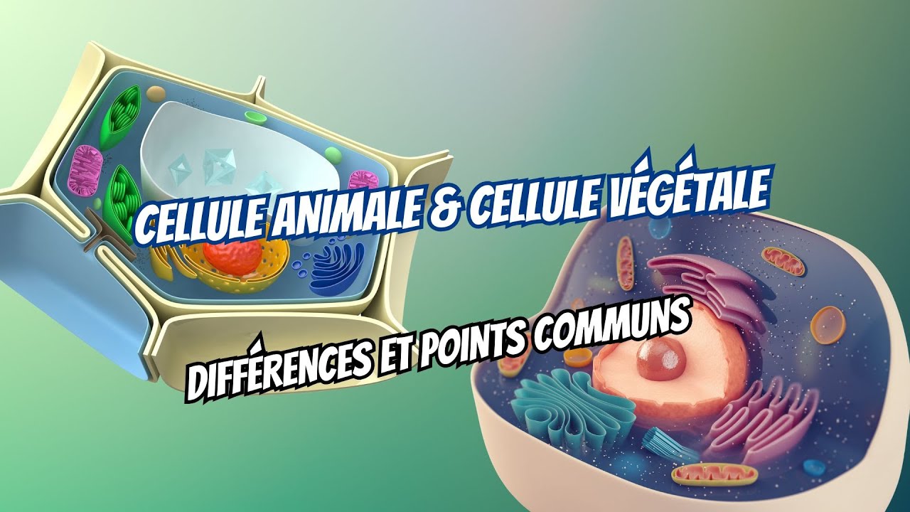 Cellule Animale Cellule Végétale Différences Poins Communs Youtube